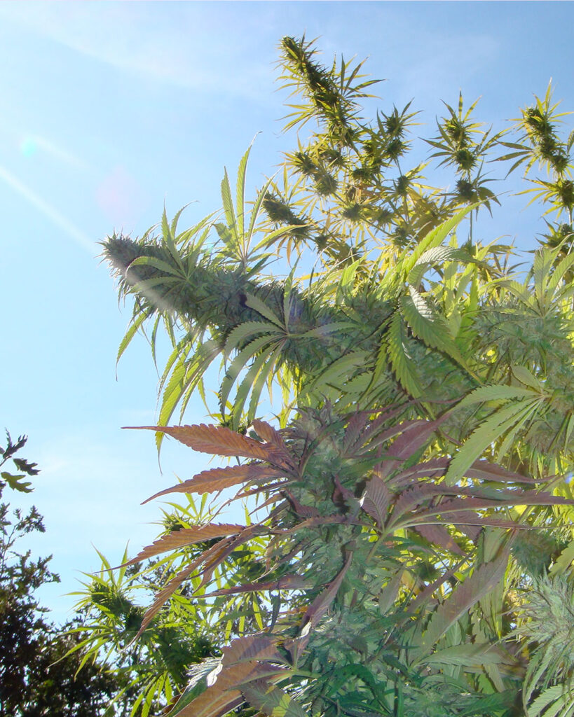 Kushadelic Strain © Originals by Soma Seeds