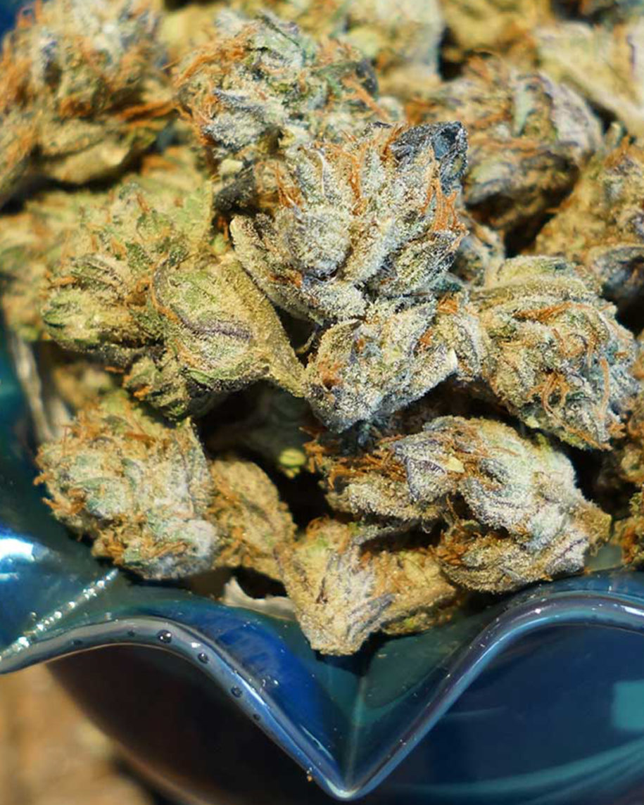 Somalicious Strain © Originals by Soma Seeds